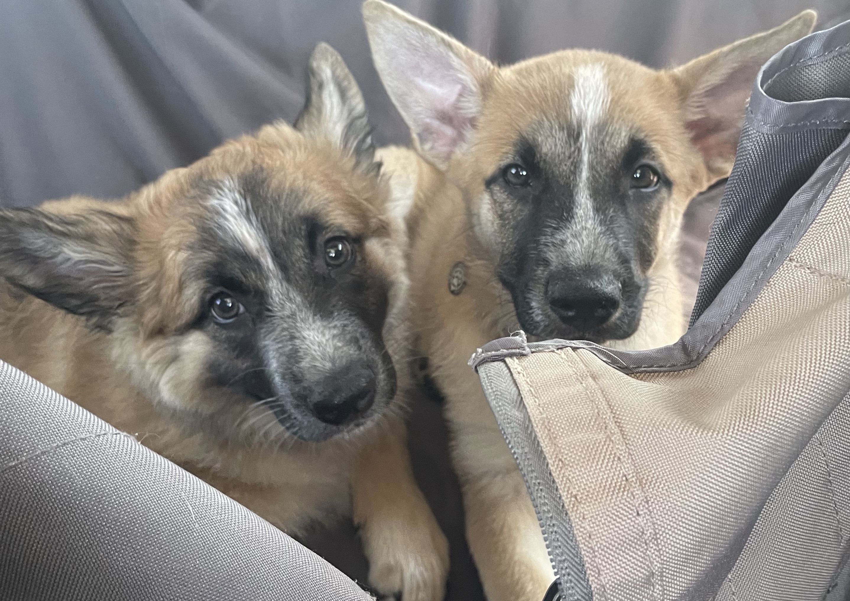 Our pack – Pack of Paws